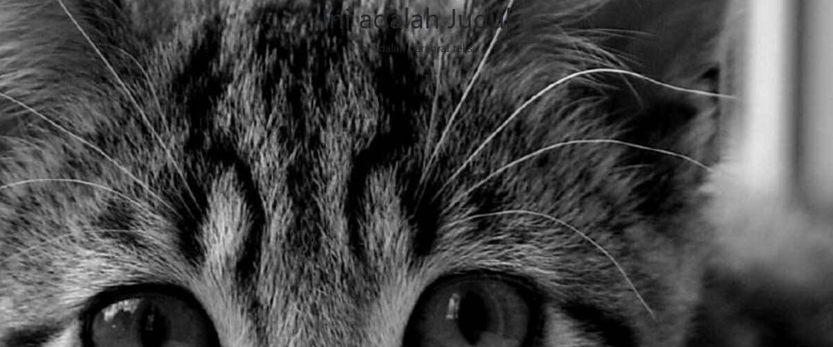 Cara membuat full screen background ( HTML & CSS ) | Digonyze